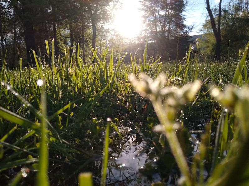 Puddle in the Grass | Smithsonian Photo Contest | Smithsonian Magazine