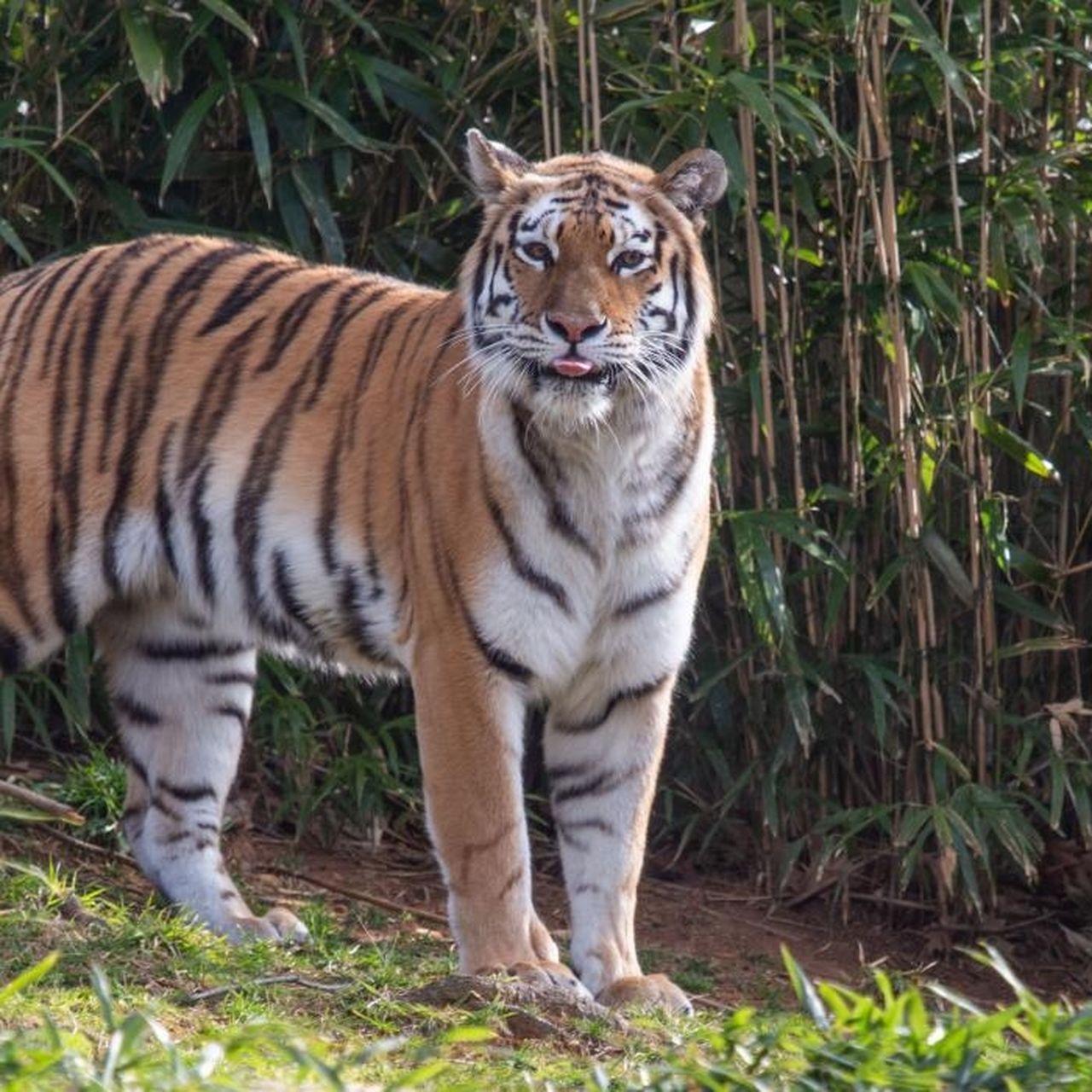 Tiger Poop