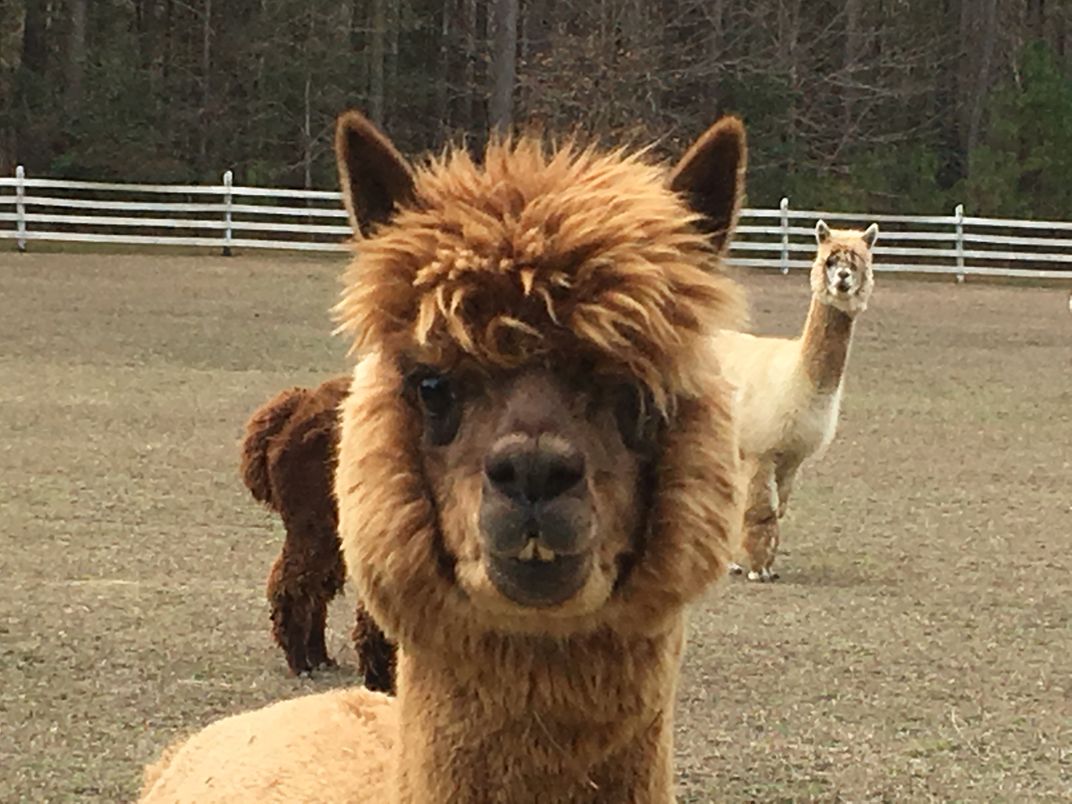 Llama buddy | Smithsonian Photo Contest | Smithsonian Magazine