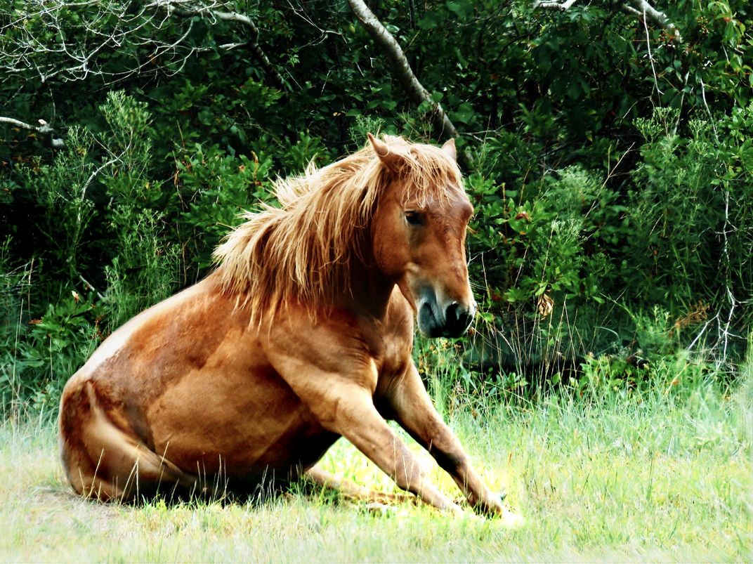 Mare sitting with poise out in the wild | Smithsonian Photo Contest ...