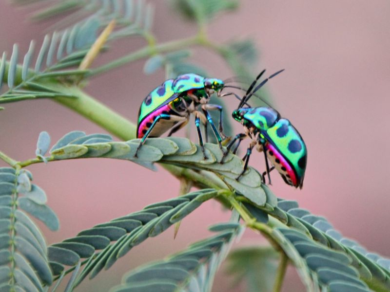 Chrysocoris | Smithsonian Photo Contest | Smithsonian Magazine