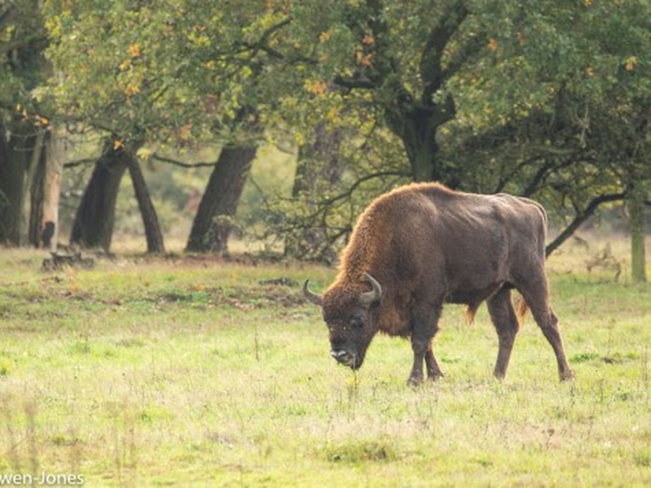 bison population uk
