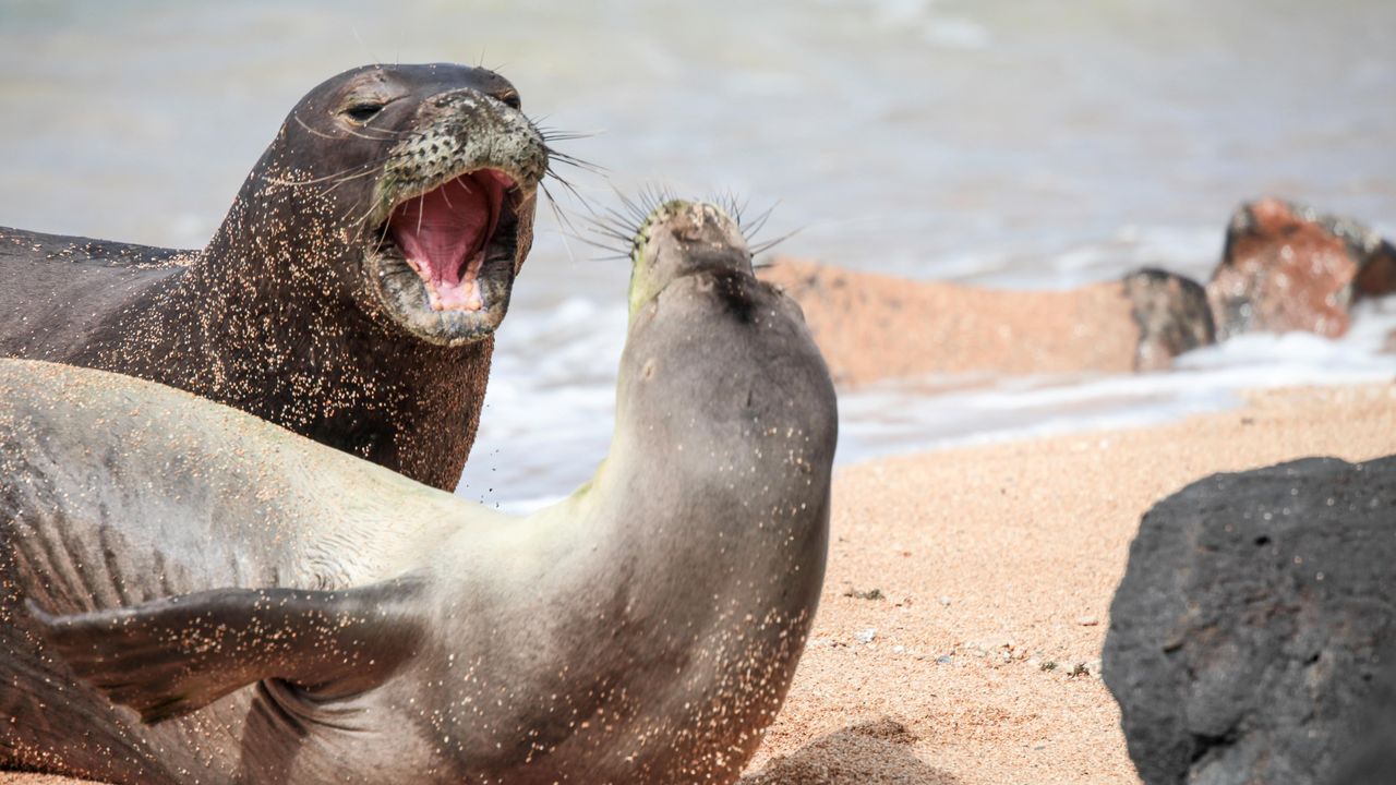 When Did The Caribbean Monk Seal Go Extinct