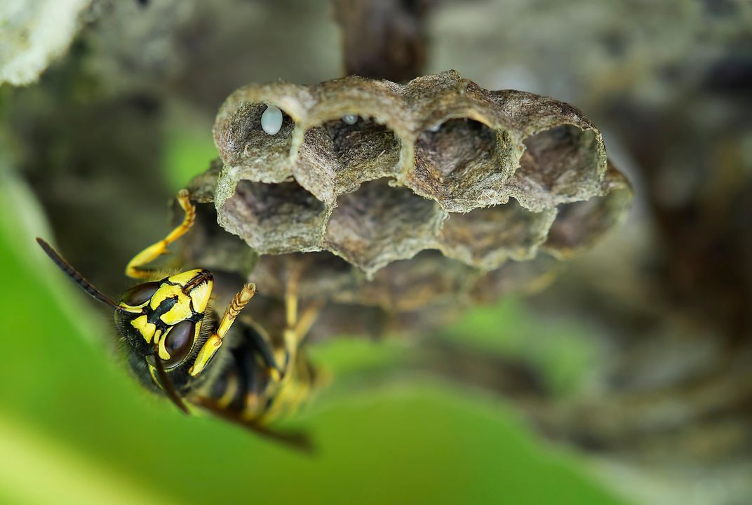 what eats wasps nests