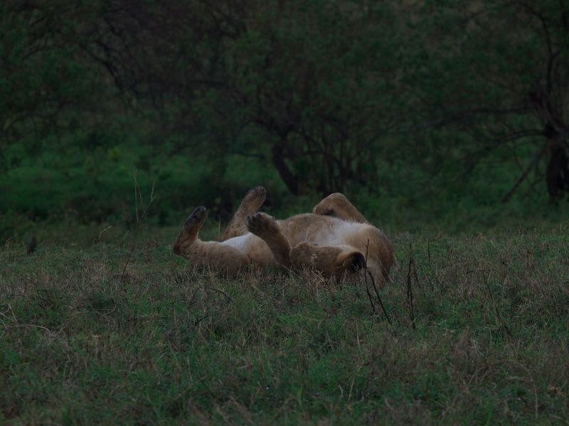 Lion rolling in the grass | Smithsonian Photo Contest | Smithsonian ...