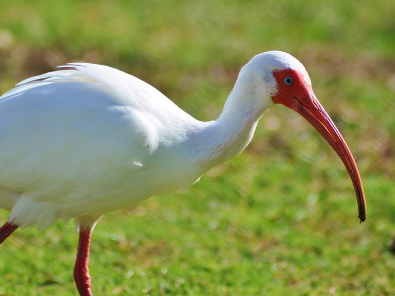 Ibis | Smithsonian Photo Contest | Smithsonian Magazine
