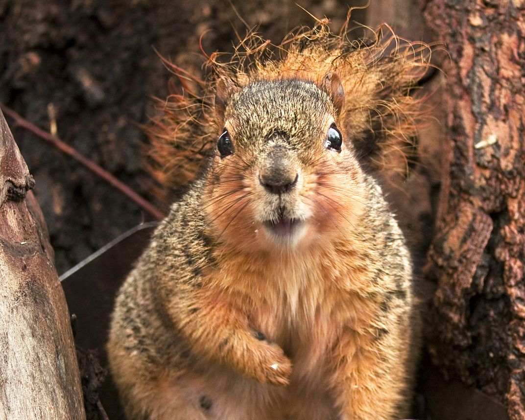 A squirrel eating | Smithsonian Photo Contest | Smithsonian Magazine