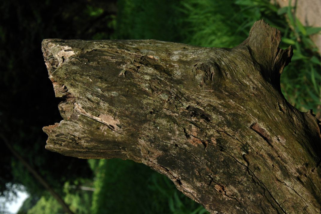 natural creation of broken tree branch looks like wolf. Nikon D 7oS ...