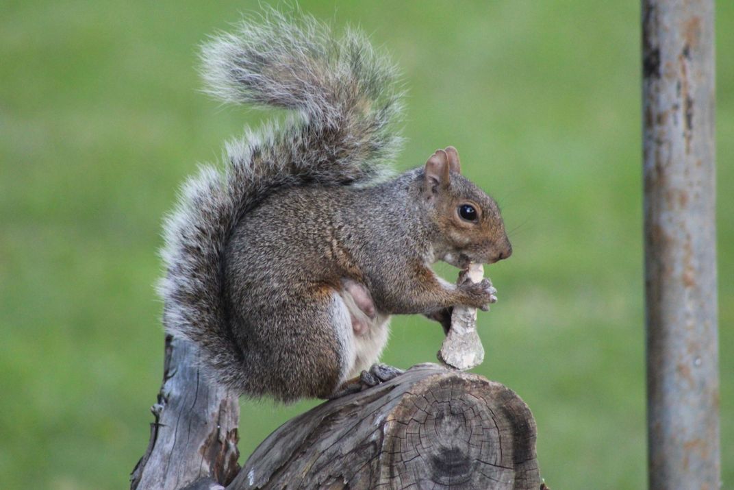 Mrs. Squirrel | Smithsonian Photo Contest | Smithsonian Magazine