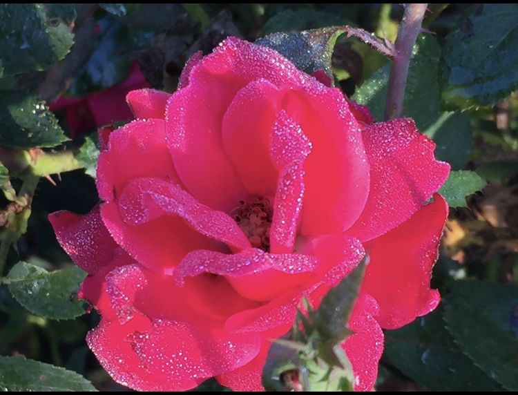 Morning dew on a rose | Smithsonian Photo Contest | Smithsonian Magazine