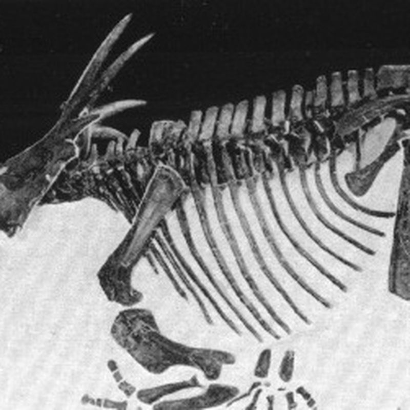 Styracosaurus Skeleton