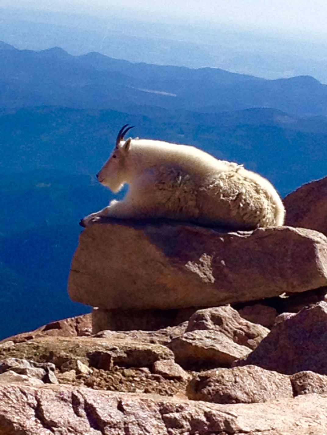 A mountain goat at Mt. Evans Colorado | Smithsonian Photo Contest ...