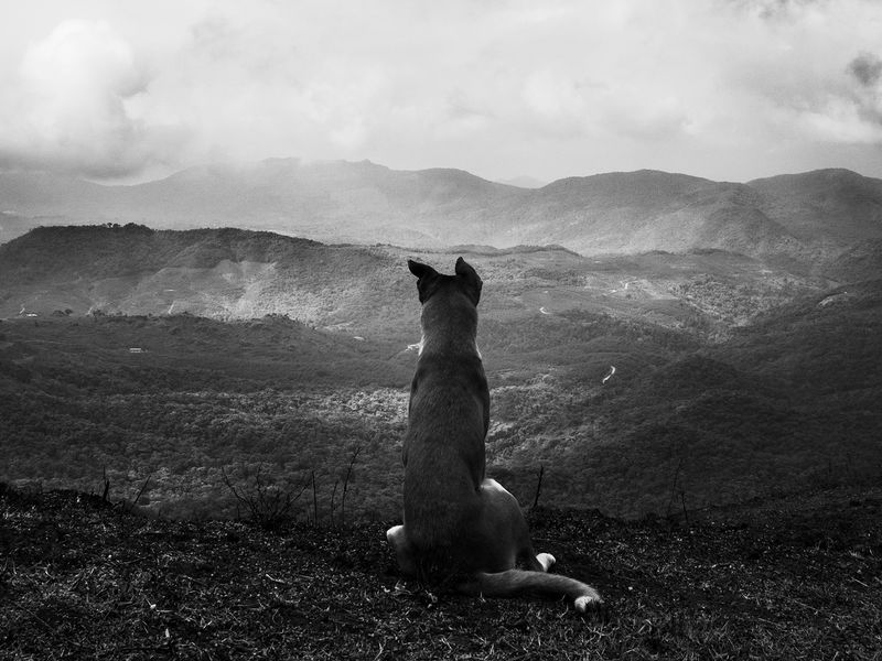A dog overlooking the valley during a trek in the hills. | Smithsonian ...