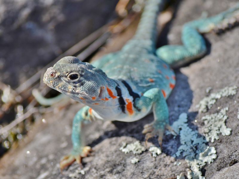 A collared lizard sunbathing on a bluff over White River in Arkansas ...