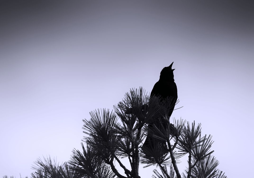 Black Bird Cry | Smithsonian Photo Contest | Smithsonian Magazine