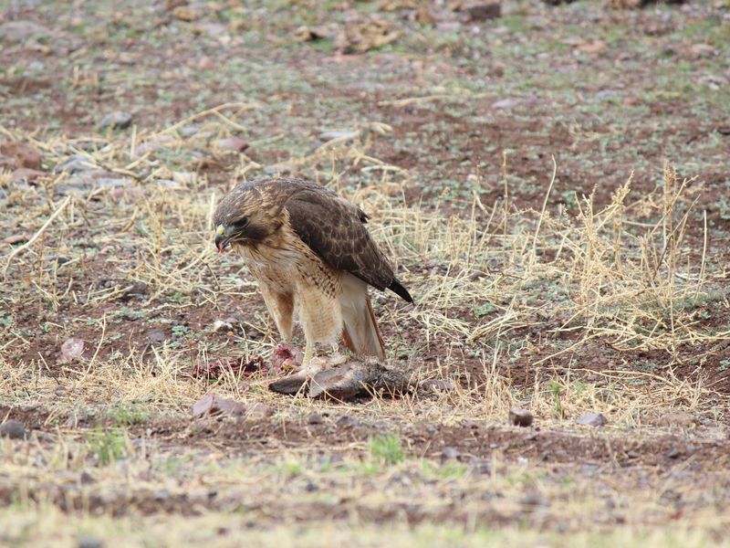 Predator eating Prey | Smithsonian Photo Contest | Smithsonian Magazine