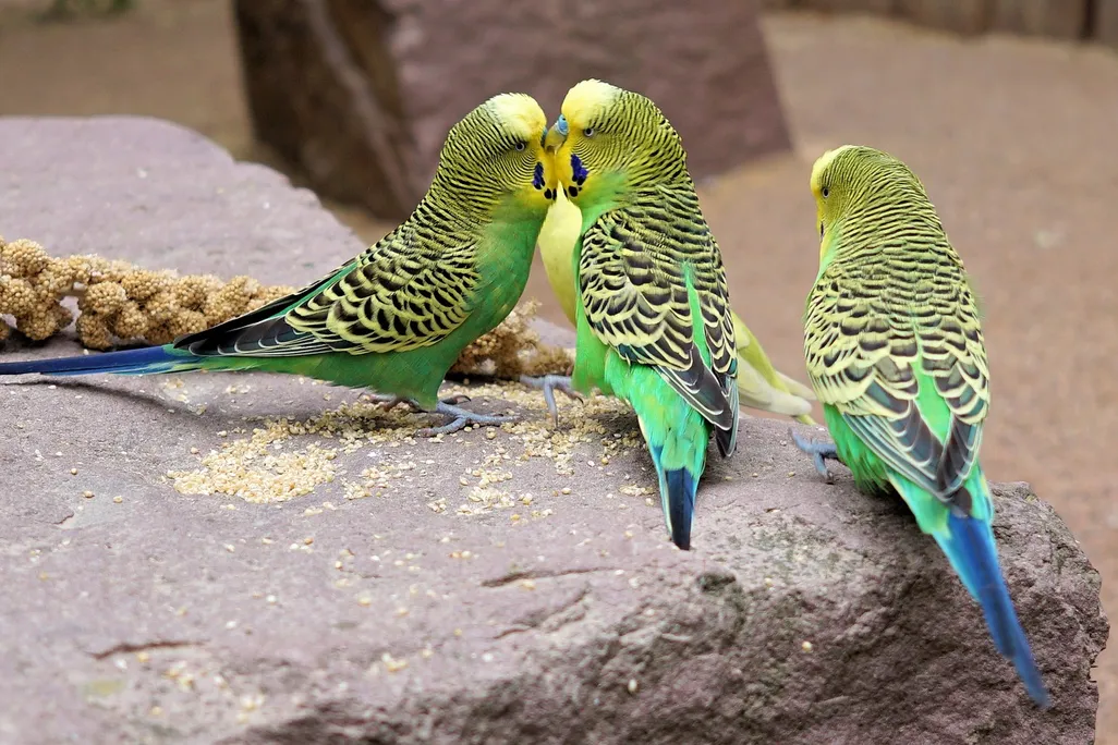 parakeet mating