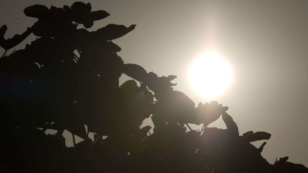 Summer Solstice Bugs | Smithsonian Photo Contest | Smithsonian Magazine