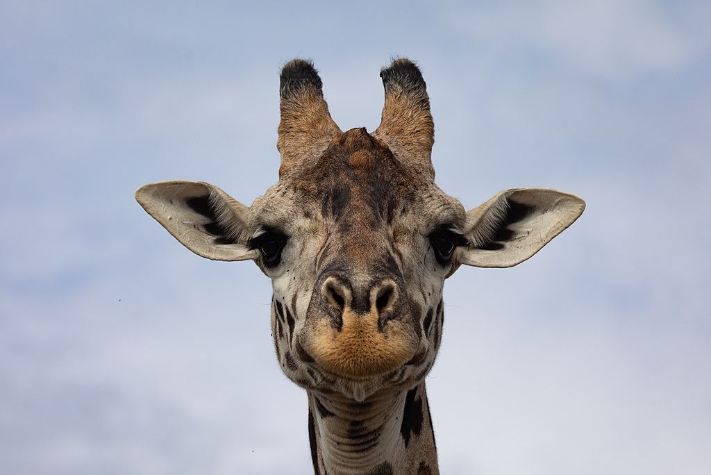 Color of Giraffes’ Spots Reflects Social Status, Not Age