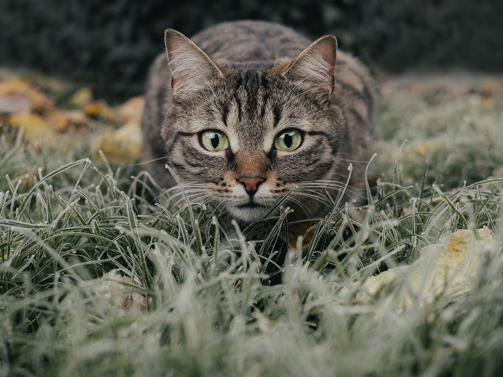Cats Prey on More Than 2,000 Different Species