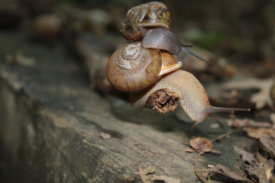 Snail friends | Smithsonian Photo Contest | Smithsonian Magazine