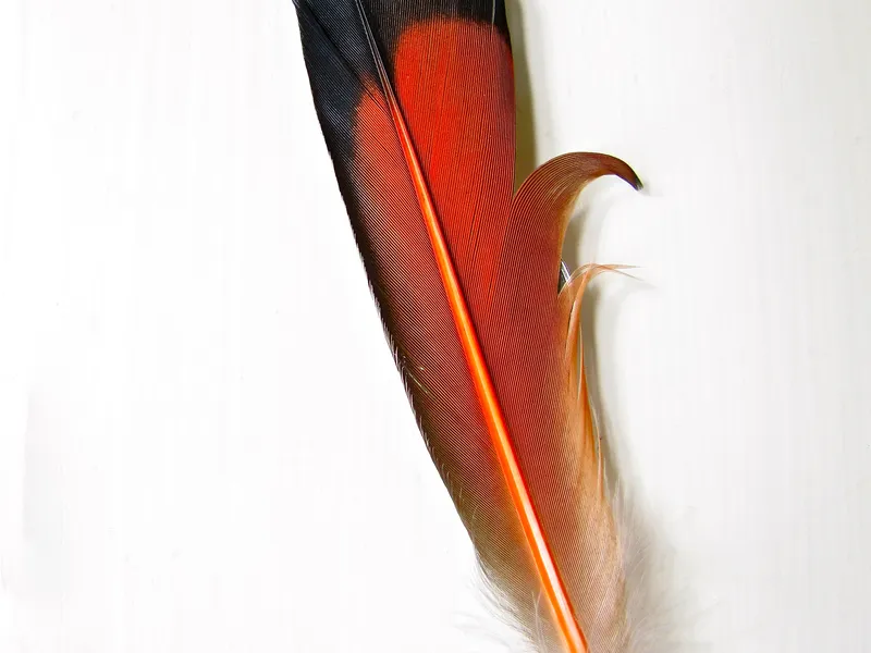 Northern Flicker Tail Feather | Smithsonian Photo Contest | Smithsonian ...