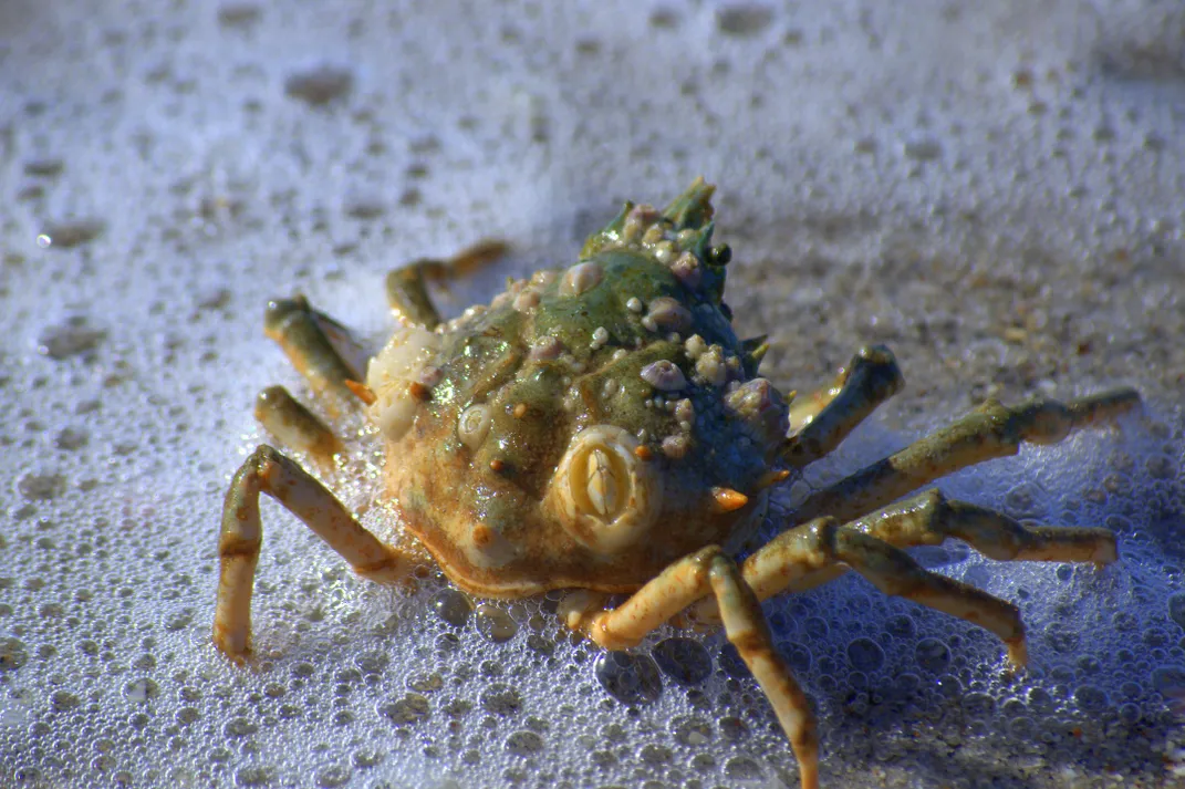 Spider Crab with Barnacles | Smithsonian Photo Contest | Smithsonian ...