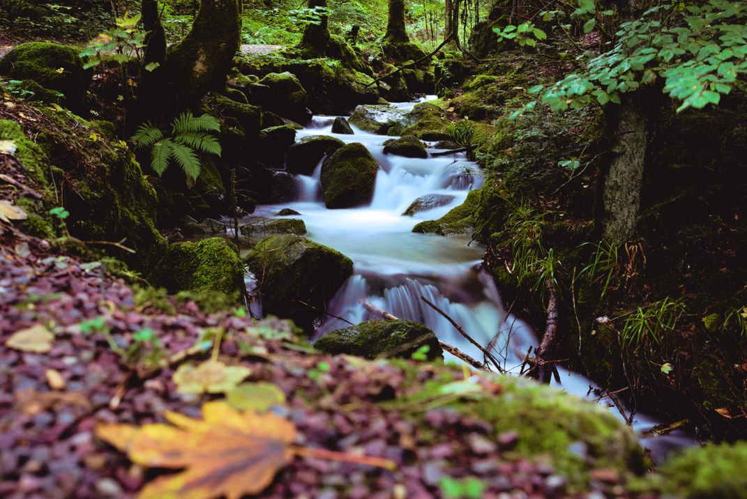 Water rushing through the forest | Smithsonian Photo Contest ...