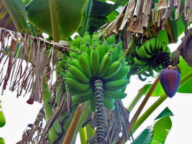 Banana tree on a tropical island | Smithsonian Photo Contest ...