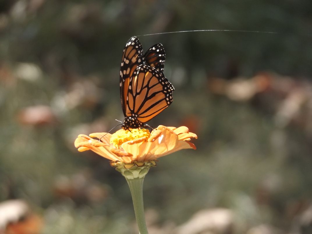 Monarch Butterfly with spider webbing on wings. | Smithsonian Photo ...