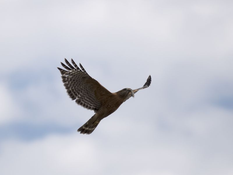 Hawk in flight with mouse | Smithsonian Photo Contest | Smithsonian ...