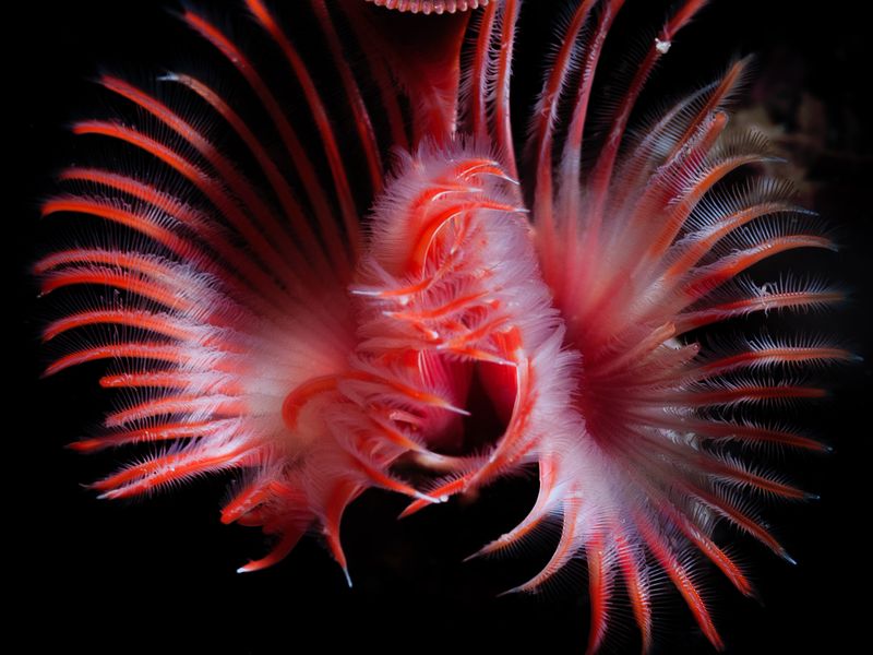 Serpula | Smithsonian Photo Contest | Smithsonian Magazine