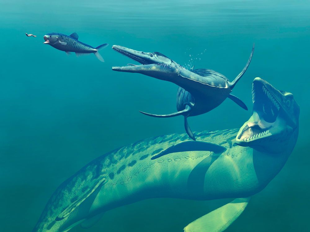 Researchers Piece Together Ancient Plesiosaur Attack