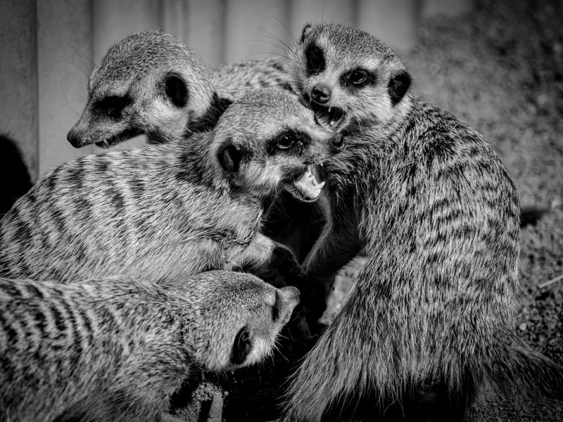 Meerkats Playing | Smithsonian Photo Contest | Smithsonian Magazine