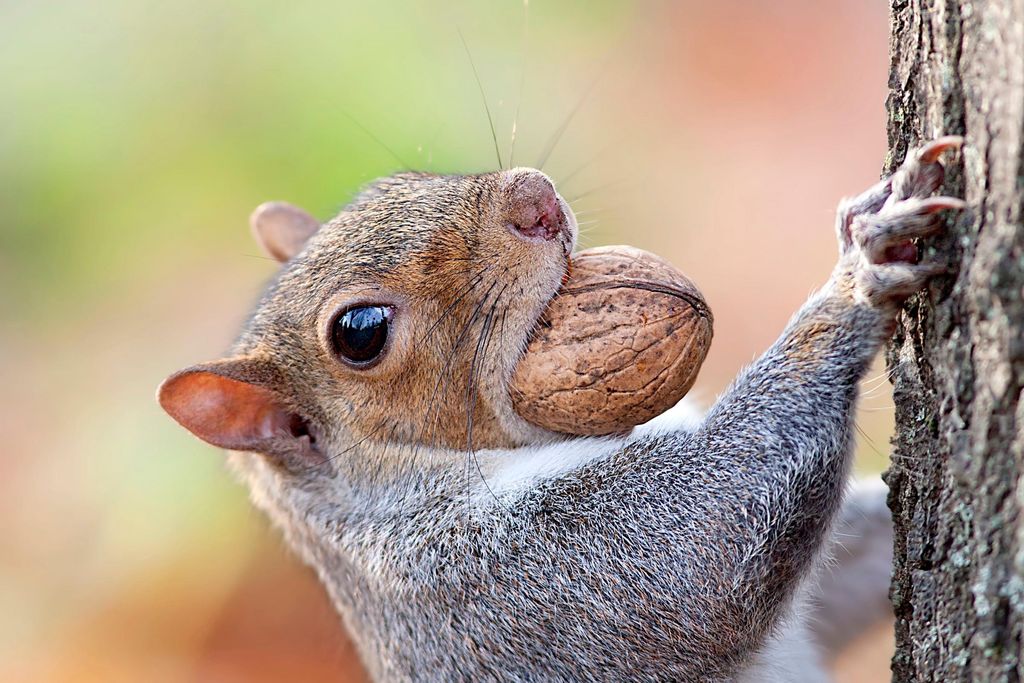 Now There Are Diagnostic Codes for Squirrel Bites, Library Injuries and ...
