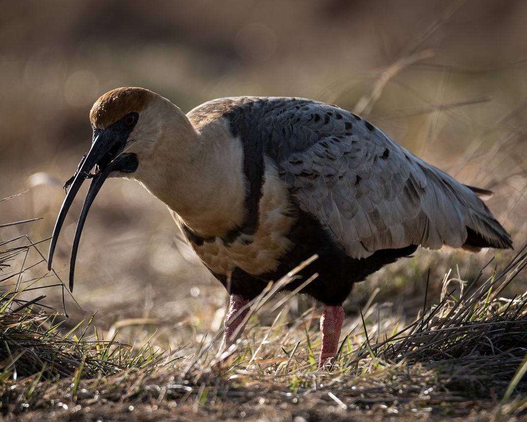 Bandurria y el zapito | Smithsonian Photo Contest | Smithsonian Magazine