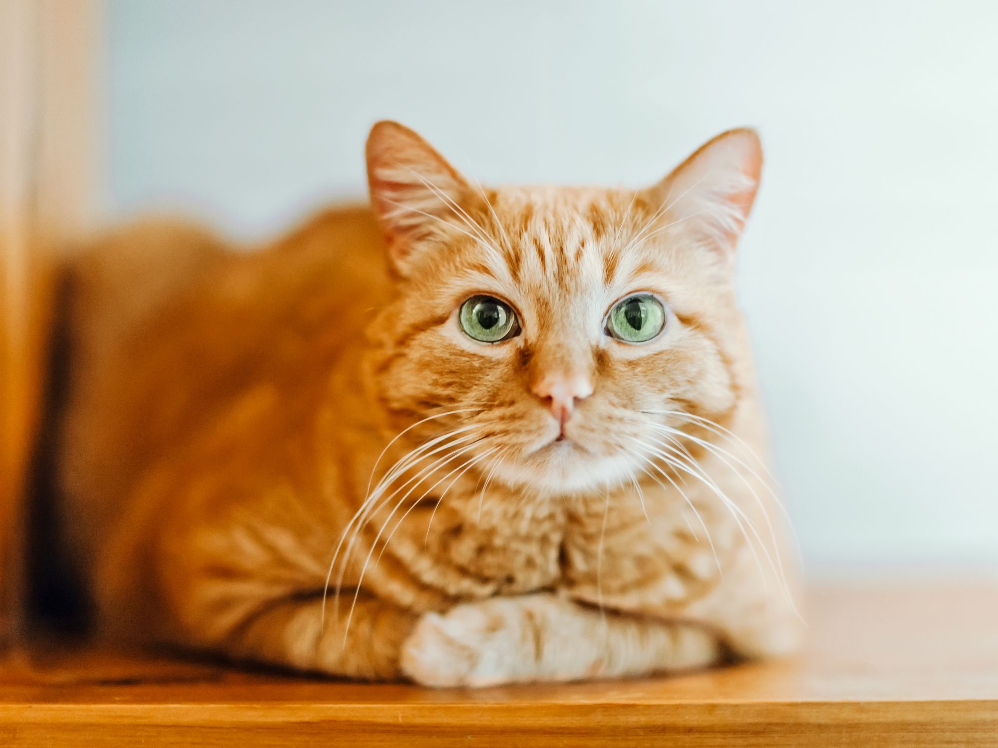 Geneticists Solve the Mystery of Why Some Cats Are Orange—and Why They ...