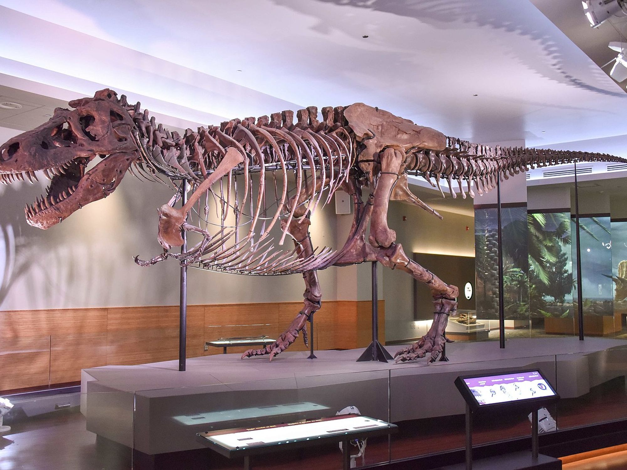 In All of Time, 2.5 Billion Tyrannosaurus Rexes Have Roamed Earth