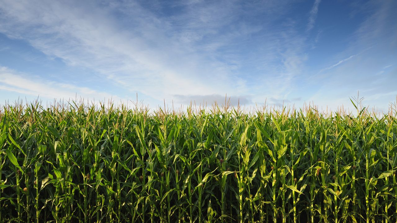 c4 plants examples wheat