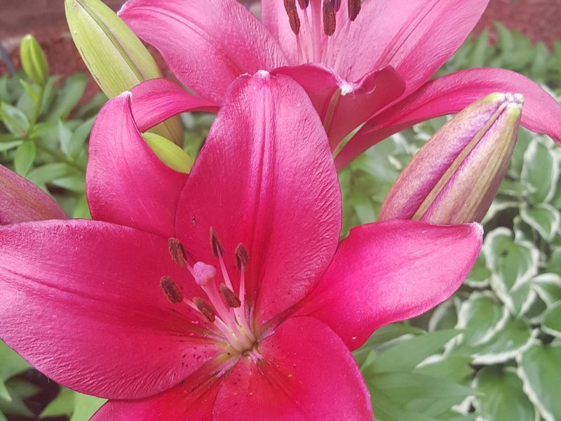 Lily in Bloom | Smithsonian Photo Contest | Smithsonian Magazine