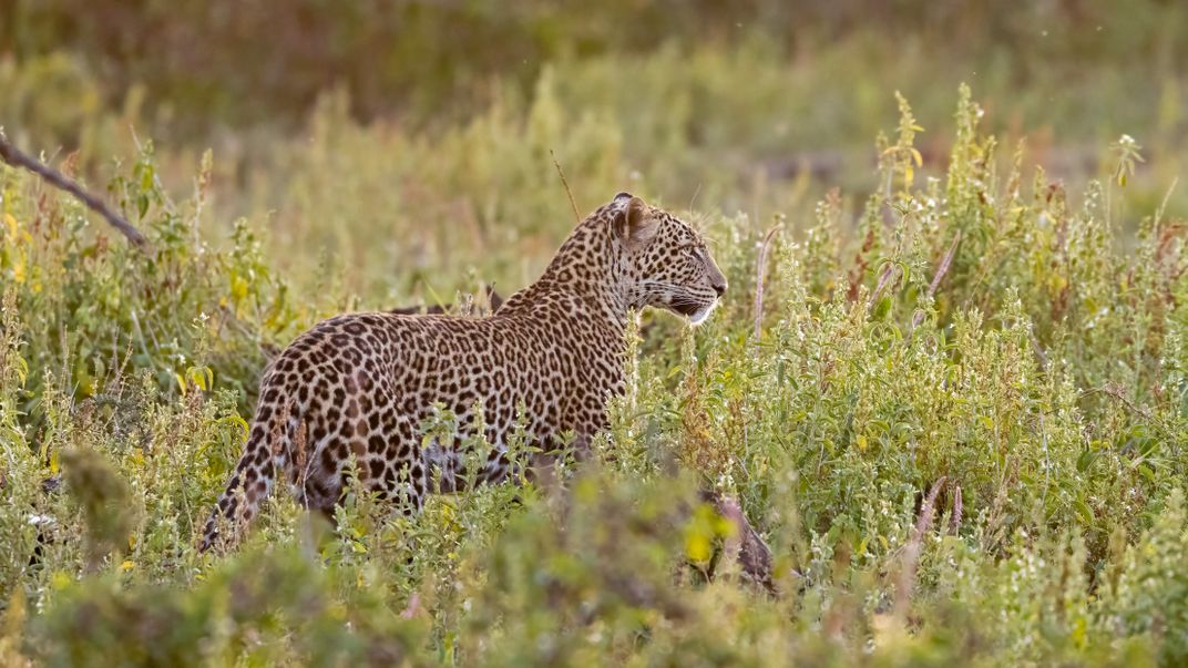 Leopard in Vegetation | Smithsonian Photo Contest | Smithsonian Magazine