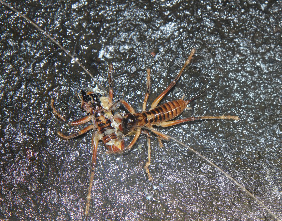 Cry of a Cricket | Smithsonian Photo Contest | Smithsonian Magazine