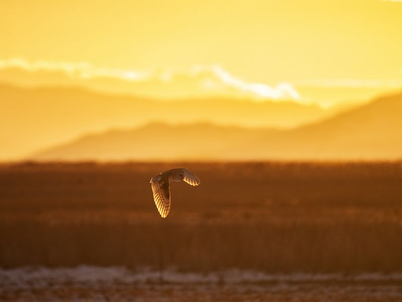 Hunting at Sunset | Smithsonian Photo Contest | Smithsonian Magazine