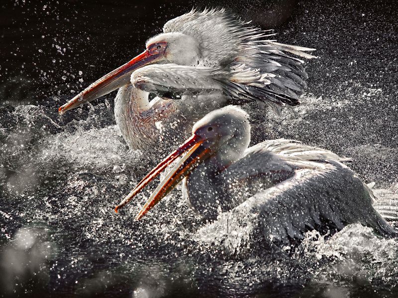 Crystal Birds | Smithsonian Photo Contest | Smithsonian Magazine