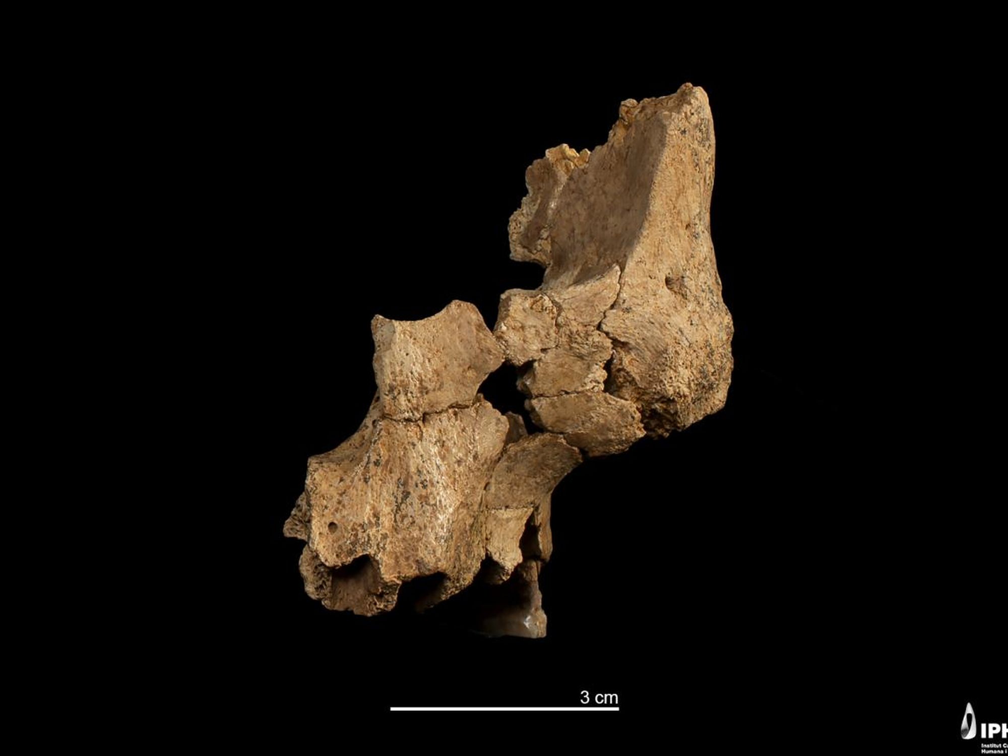 Researchers Unearth Oldest Known Human Facial Bones Ever Found in ...