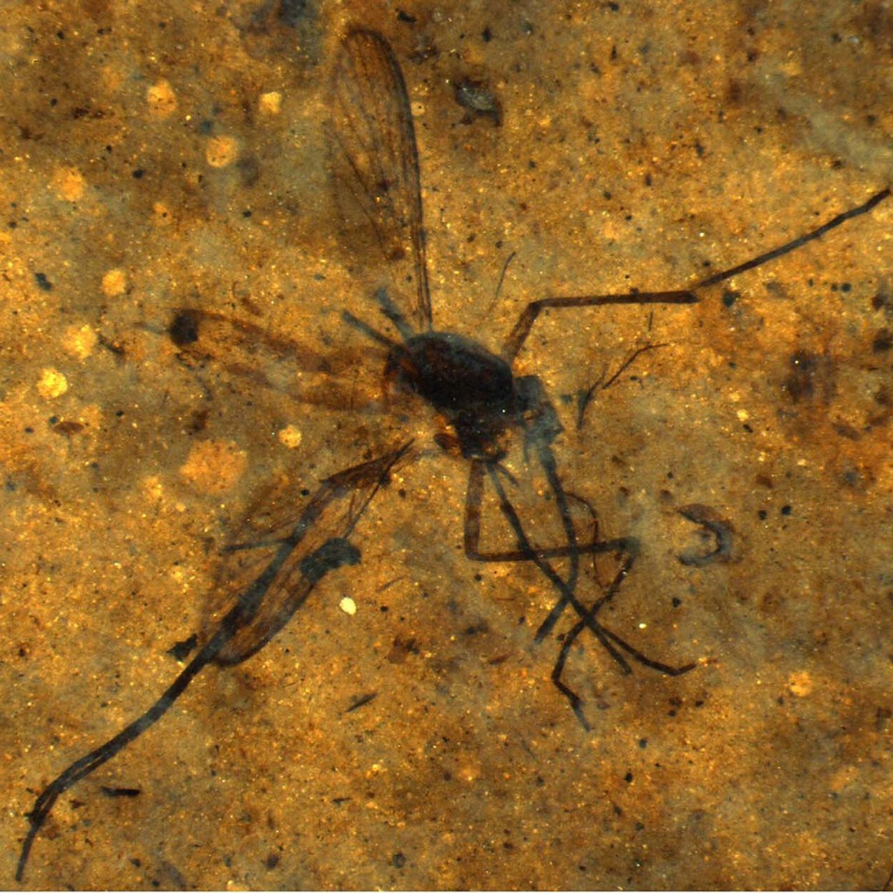 largest mosquito ever found