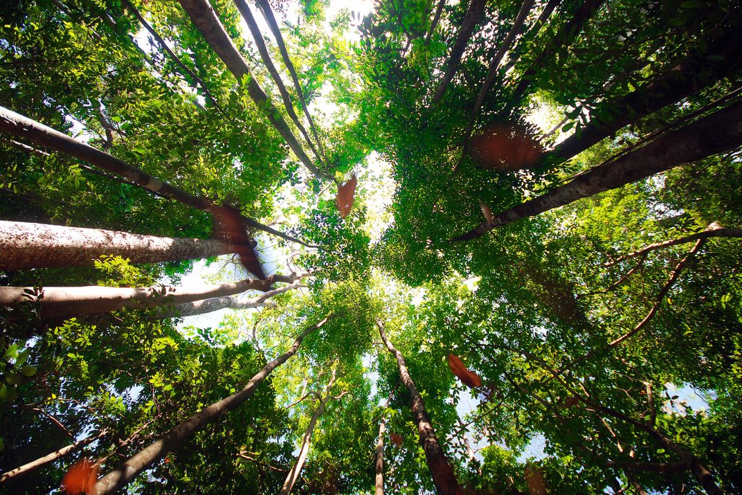 Trees at the living rainforest of Subic Bay Freeport Zone at Zambales ...