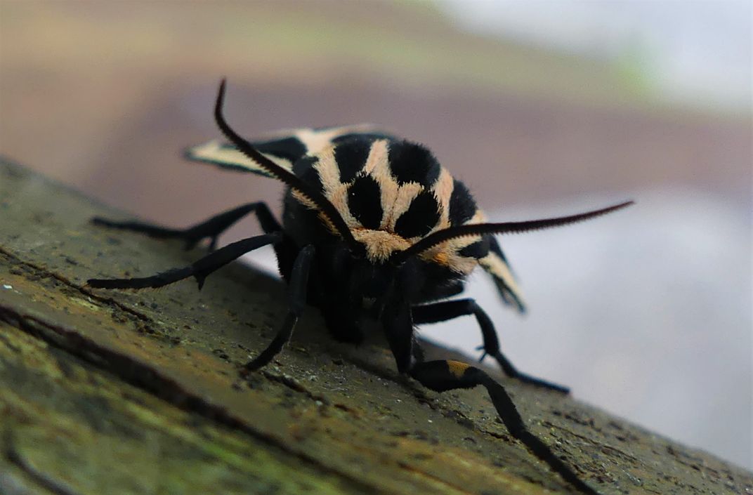 Tiger Moth | Smithsonian Photo Contest | Smithsonian Magazine