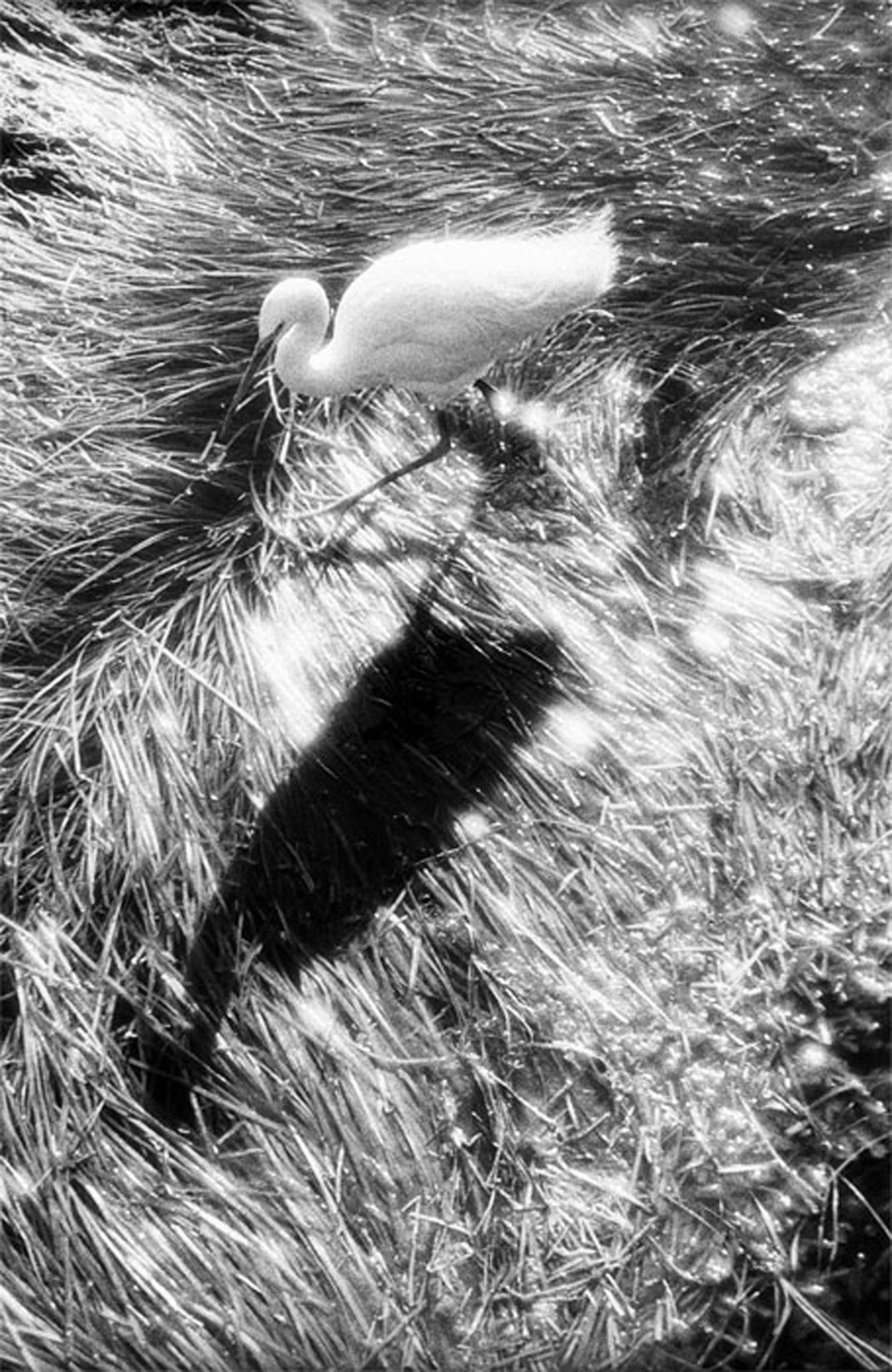 An ibis among long grass on the banks of the Nile. | Smithsonian Photo ...