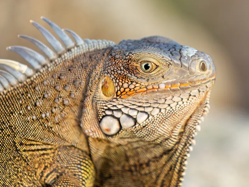 Iguana of Aruba | Smithsonian Photo Contest | Smithsonian Magazine